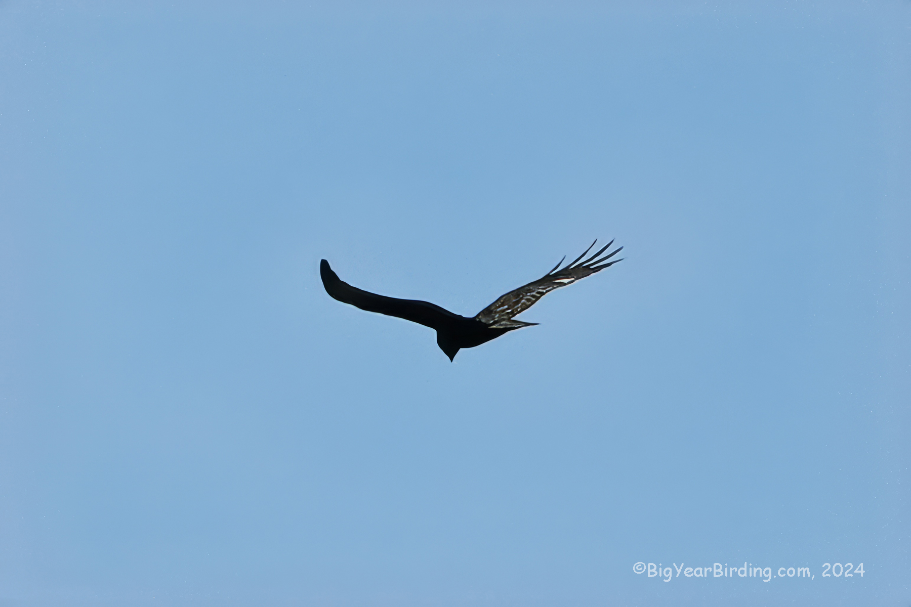 Zone-tailed Hawk - Big Year Birding