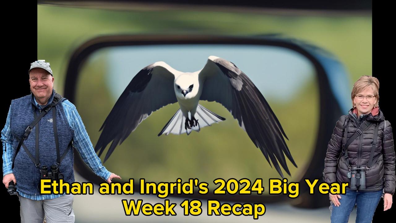 Ethan and Ingrid's 2024 Big Year (Week 18) - Big Year Birding