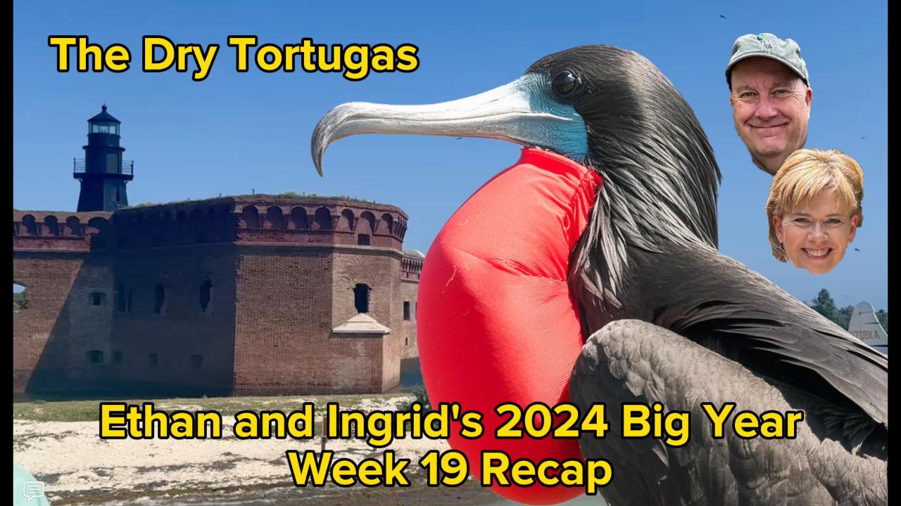 Ethan and Ingrid's 2024 Big Year (Week 19) - Big Year Birding