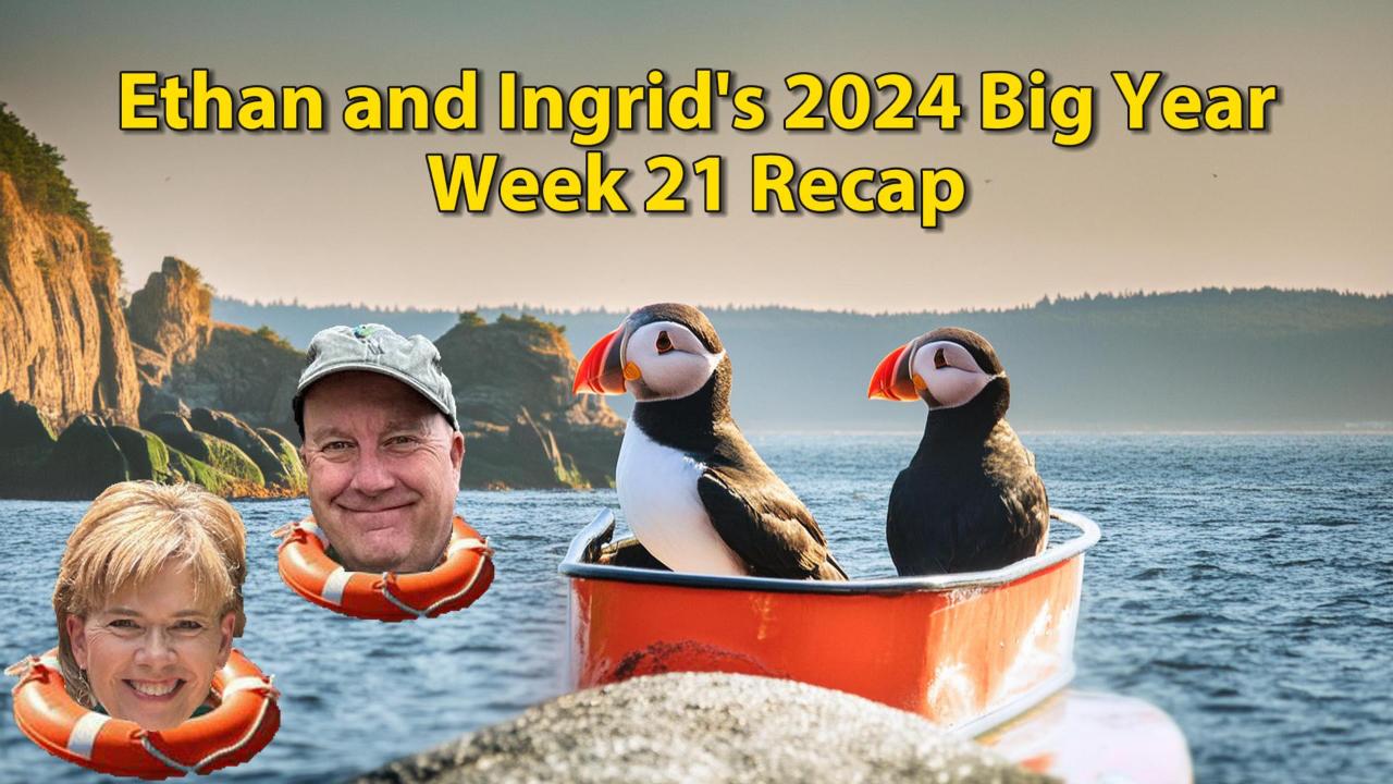 Ethan and Ingrid's 2024 Big Year (Week 21) - Big Year Birding