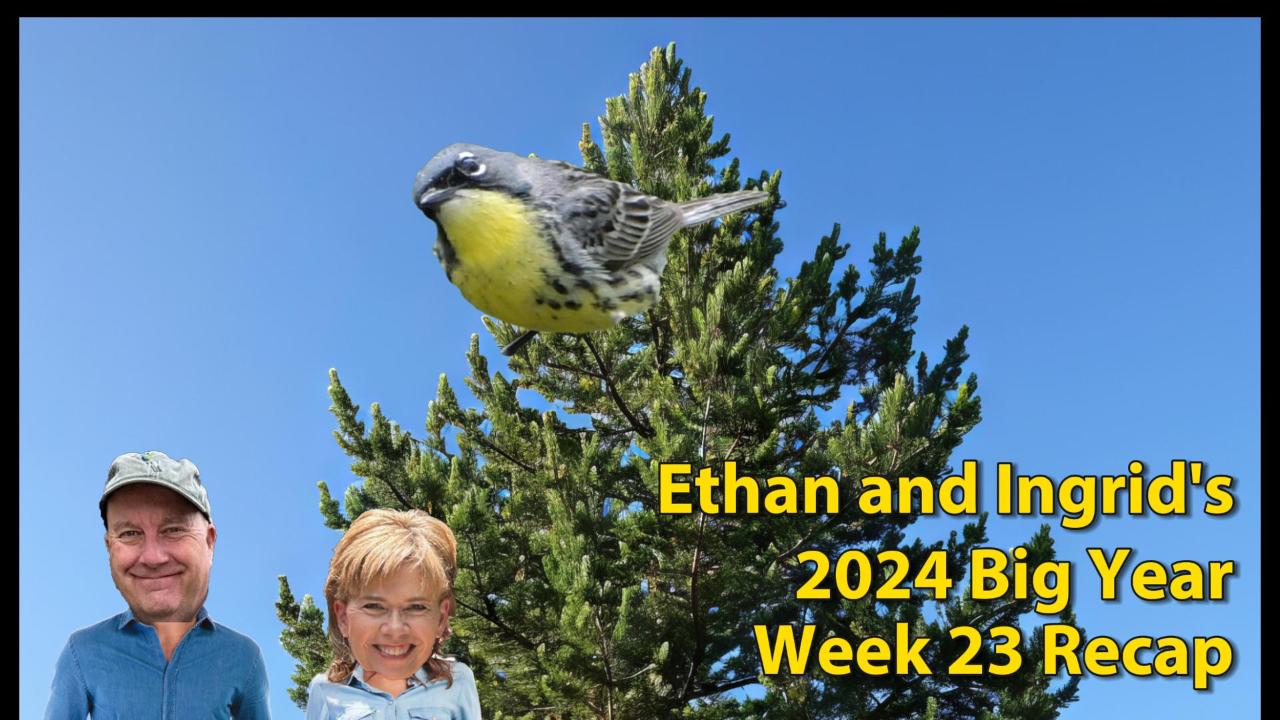 Ethan and Ingrid's 2024 Big Year (Week 23) - Big Year Birding