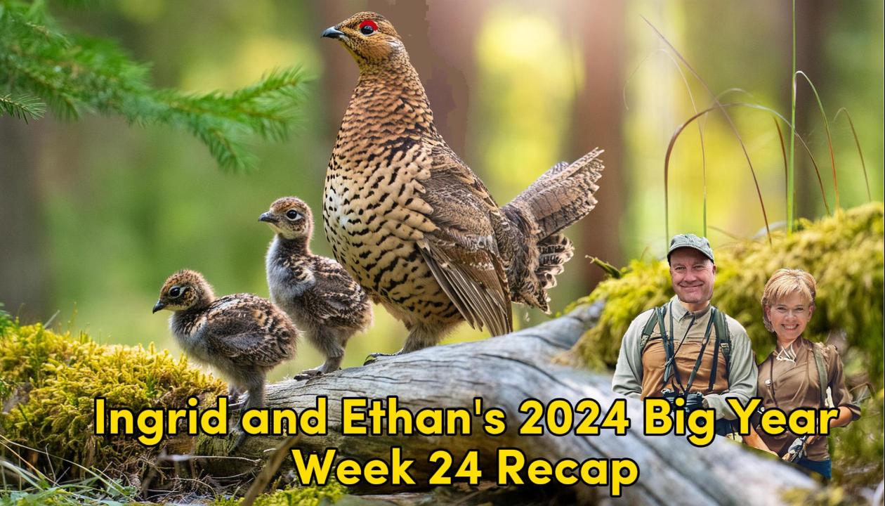 Ethan and Ingrid's 2024 Big Year (Week 24) - Big Year Birding