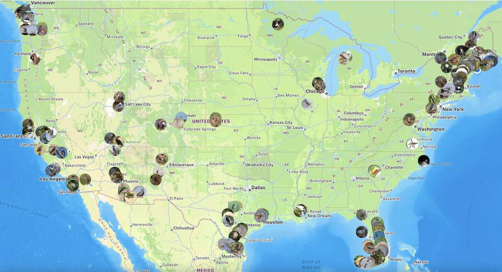ABA Life List - Big Year Birding