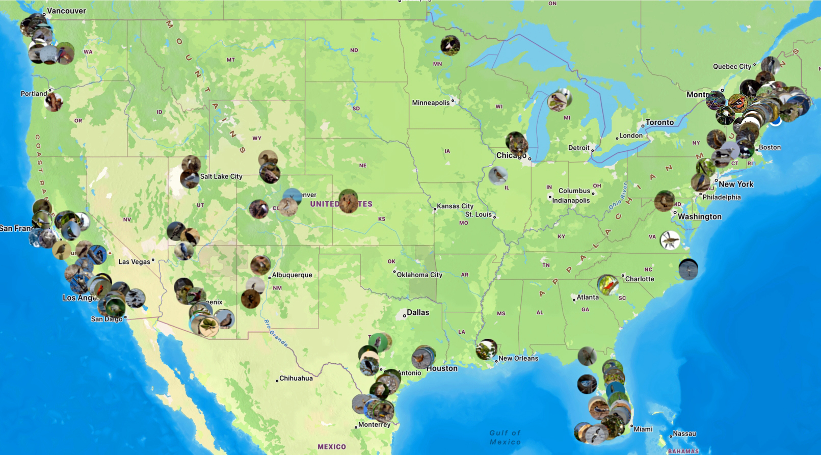 ABA Life List - Big Year Birding